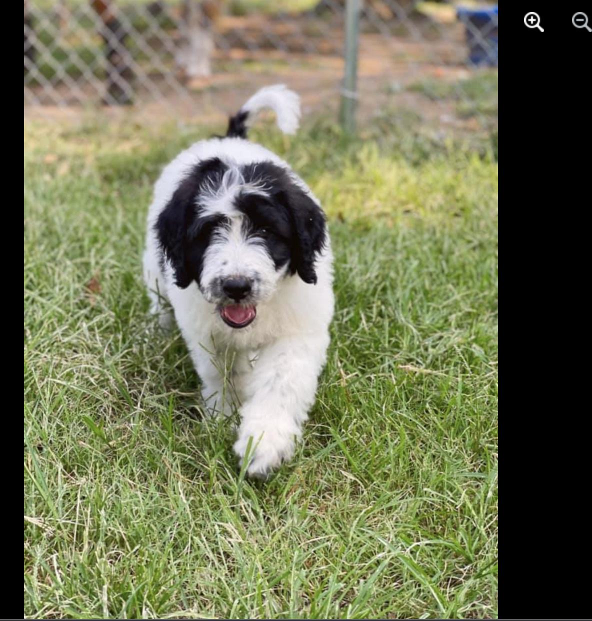 Kiki’s Farm in Oklahoma | Pyredoodle puppies | Good Dog