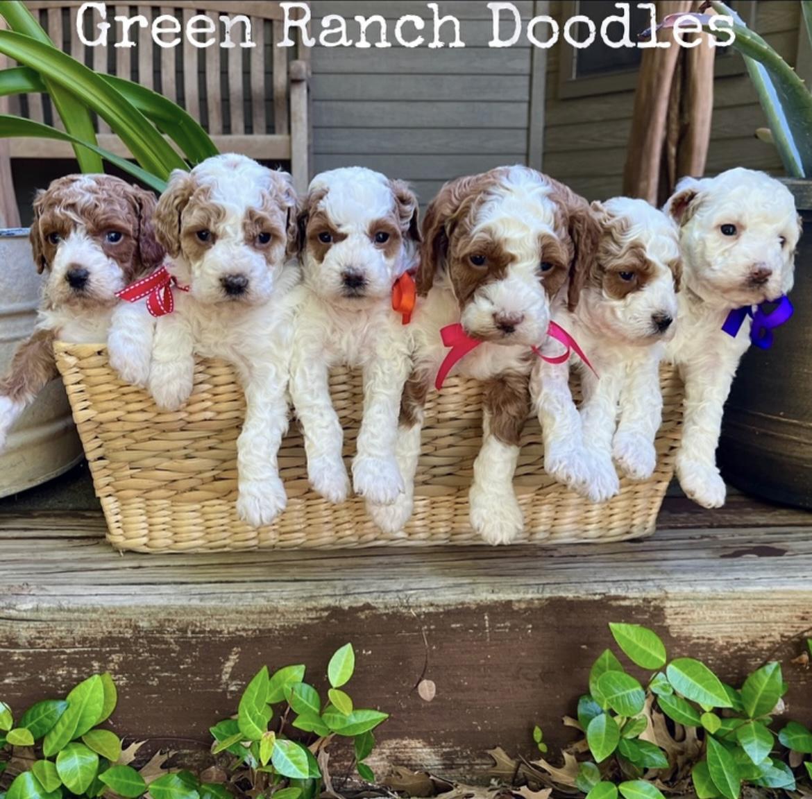 Green Ranch Doodles in Texas | Cavapoo and Goldendoodle puppies | Good Dog