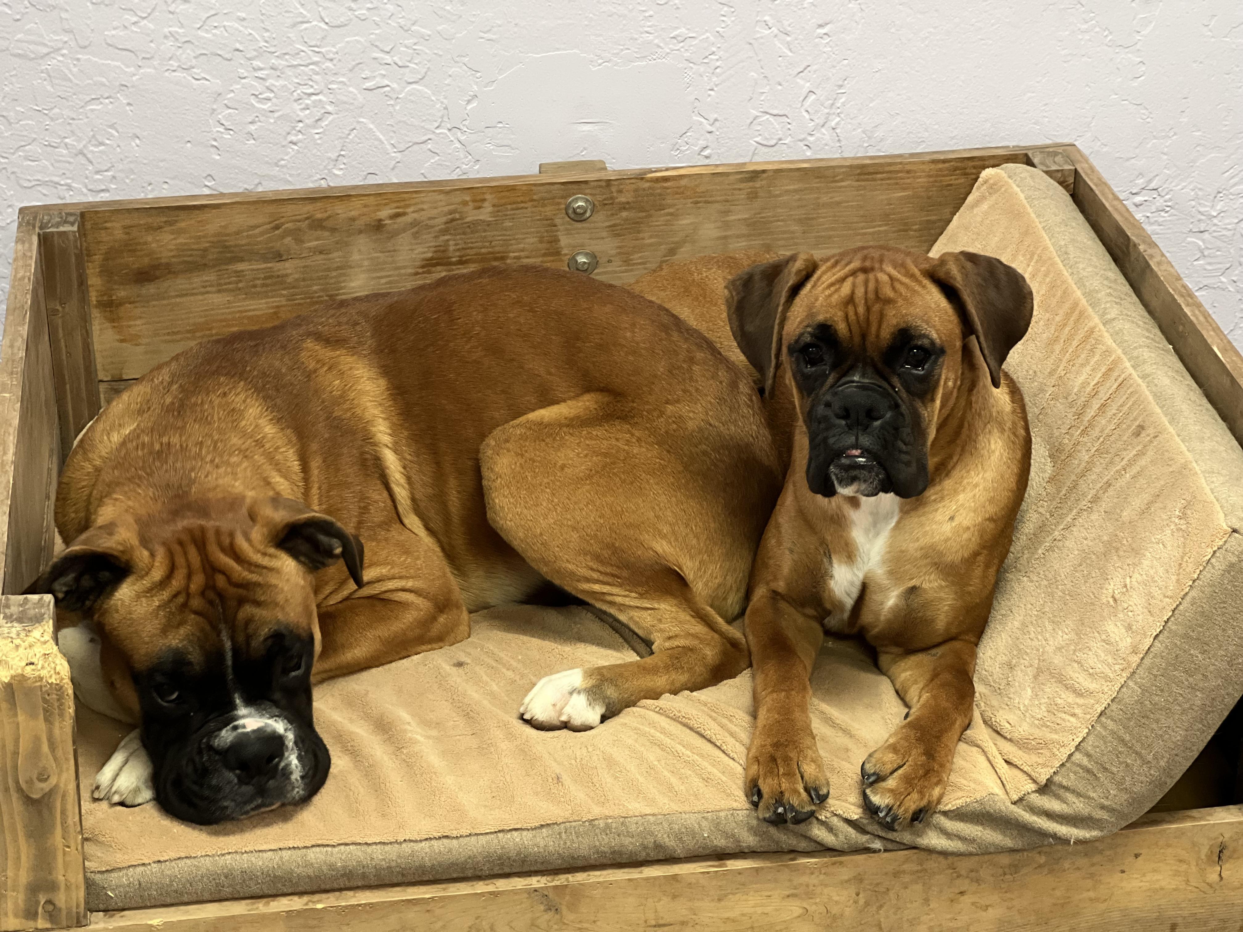 C&J European Boxers in Arizona | Boxer puppies | Good Dog