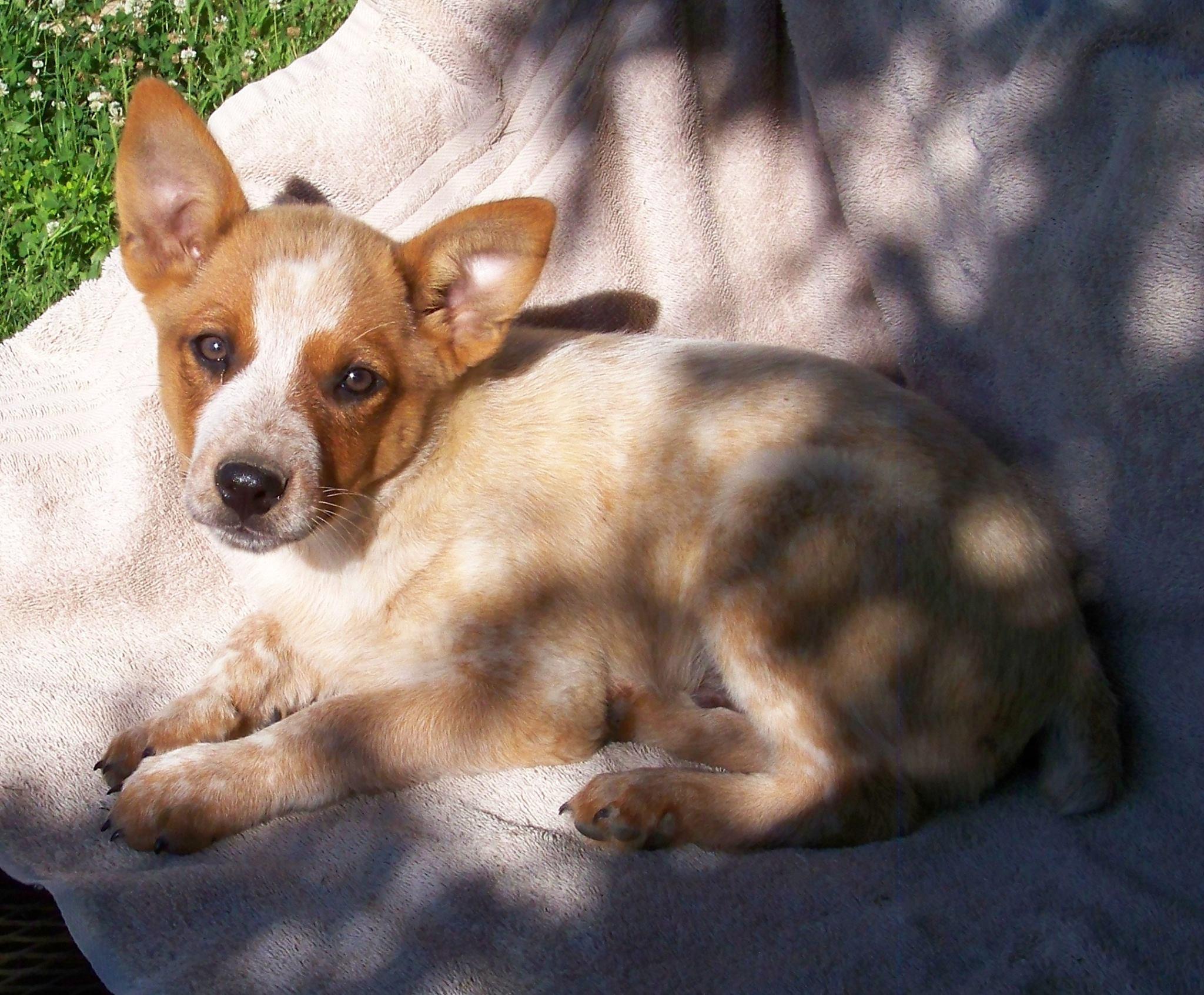 Rain Tree Ranch Australian Cattle Dogs in Missouri | Australian Cattle ...