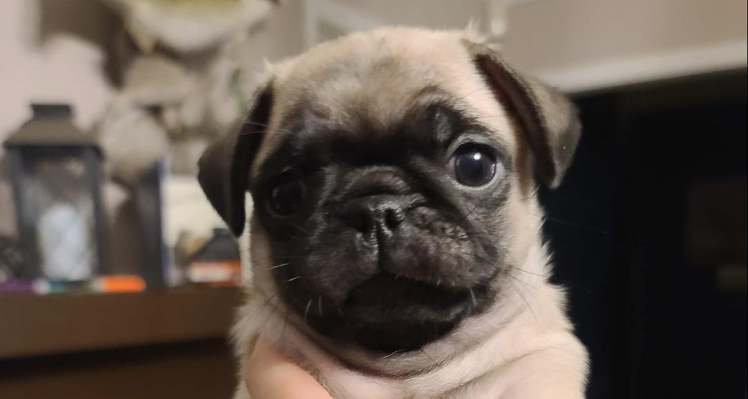 Gleaton's Pugs in Alabama | Pug puppies | Good Dog