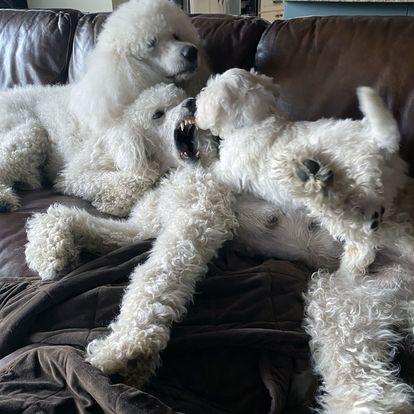 Grand Standard Poodles in Michigan | Poodle puppies | Good Dog