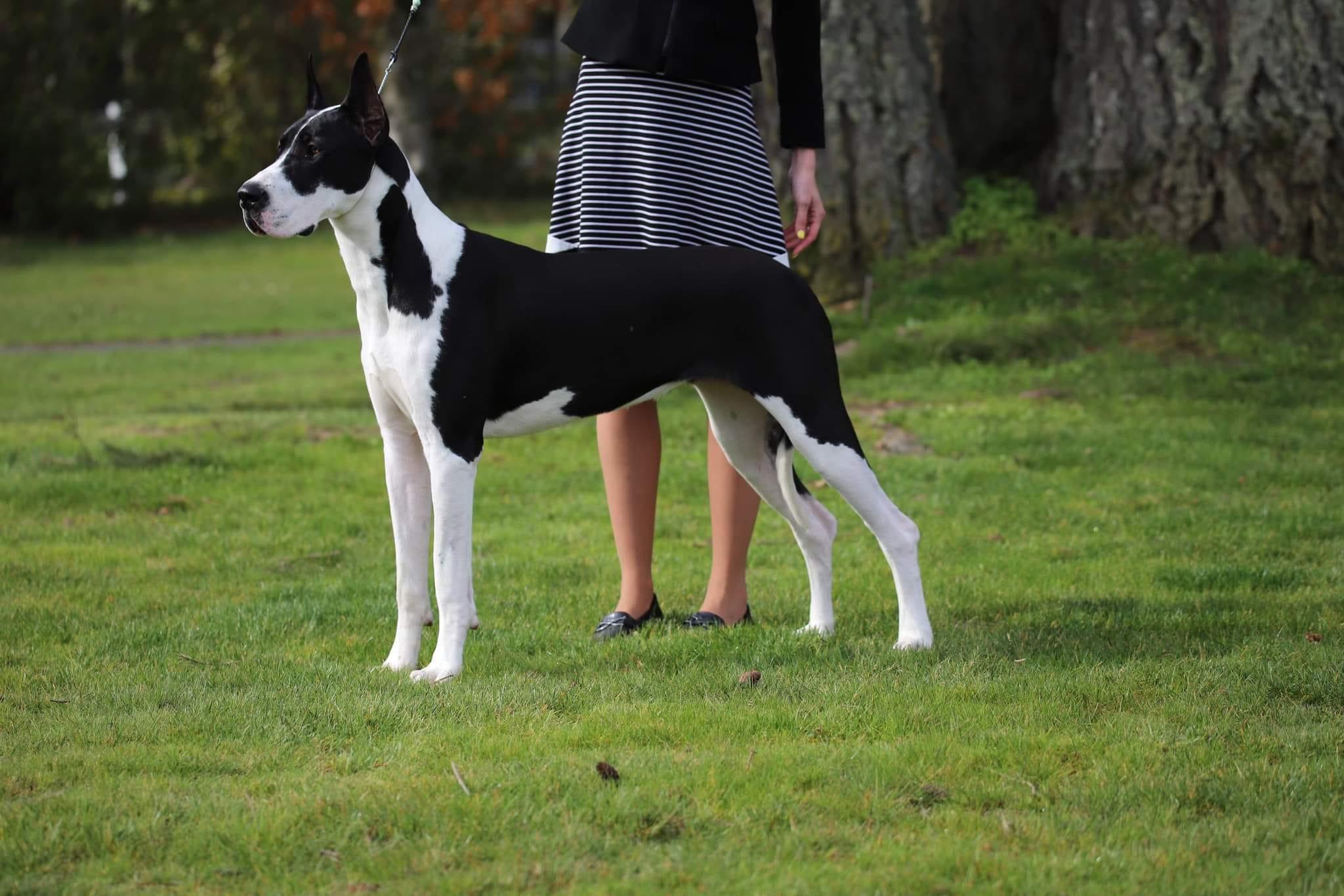 McOwen Kennels in Washington | Cardigan Welsh Corgi and Great Dane ...