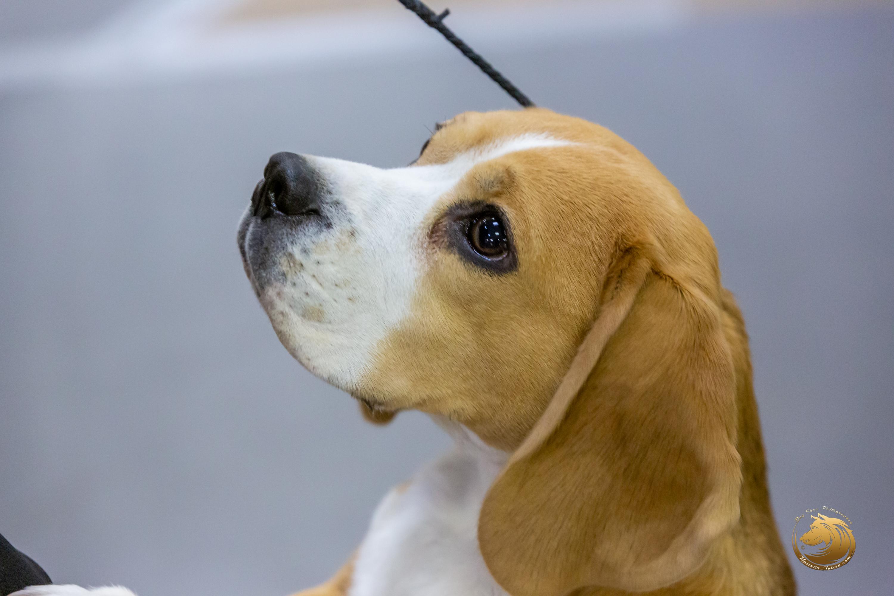 Redd Devils in Texas | Beagle puppies | Good Dog
