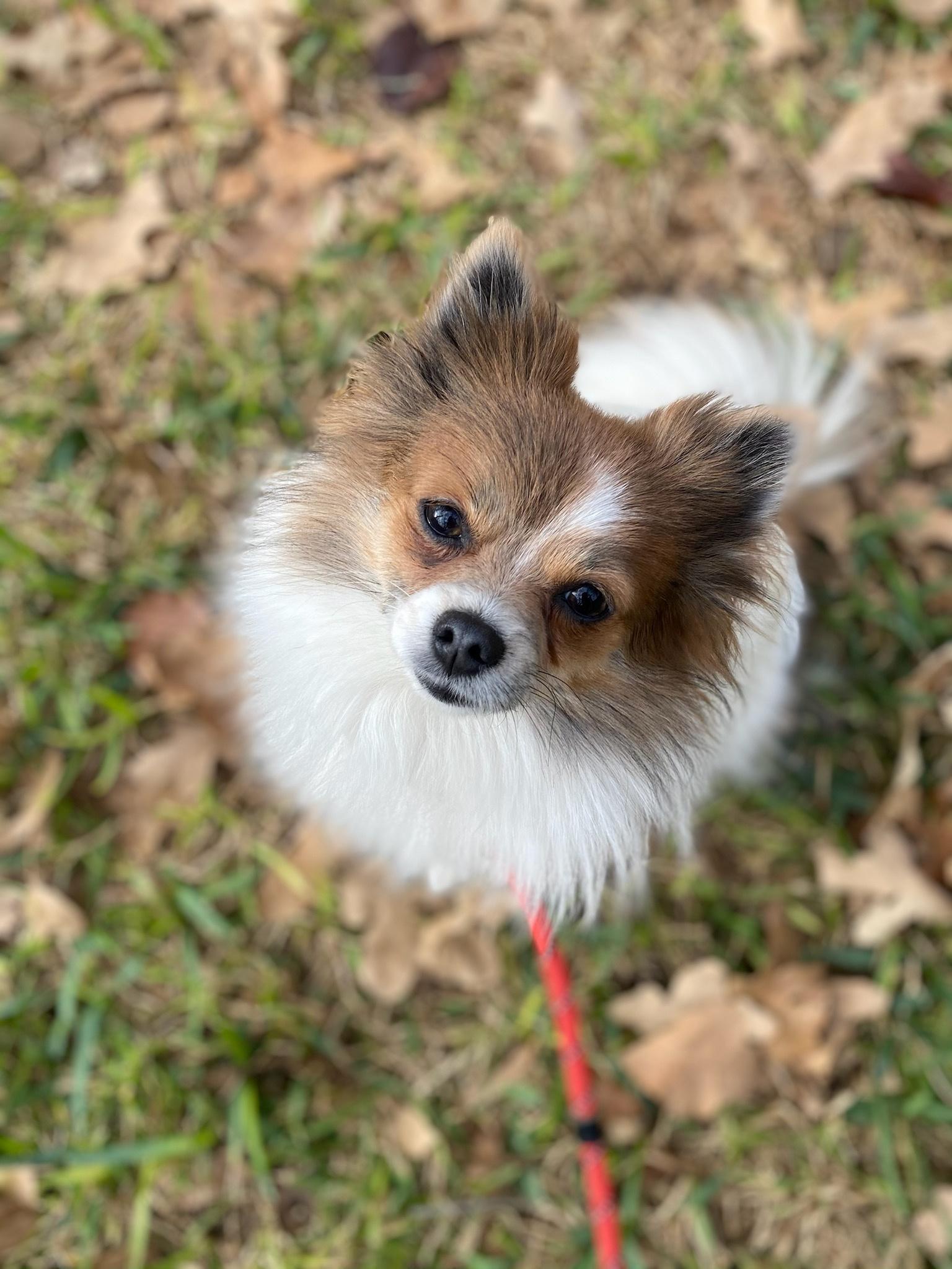 COCO'S POMS AND FRENCHIES in Texas | Pomeranian puppies | Good Dog