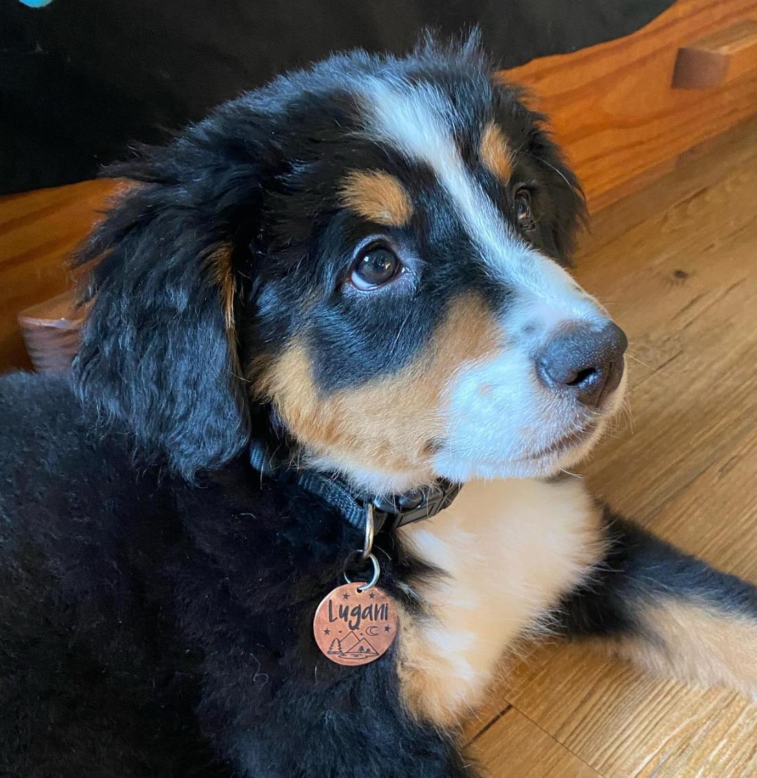 Just 2 Berners in Michigan | Bernedoodle puppies | Good Dog