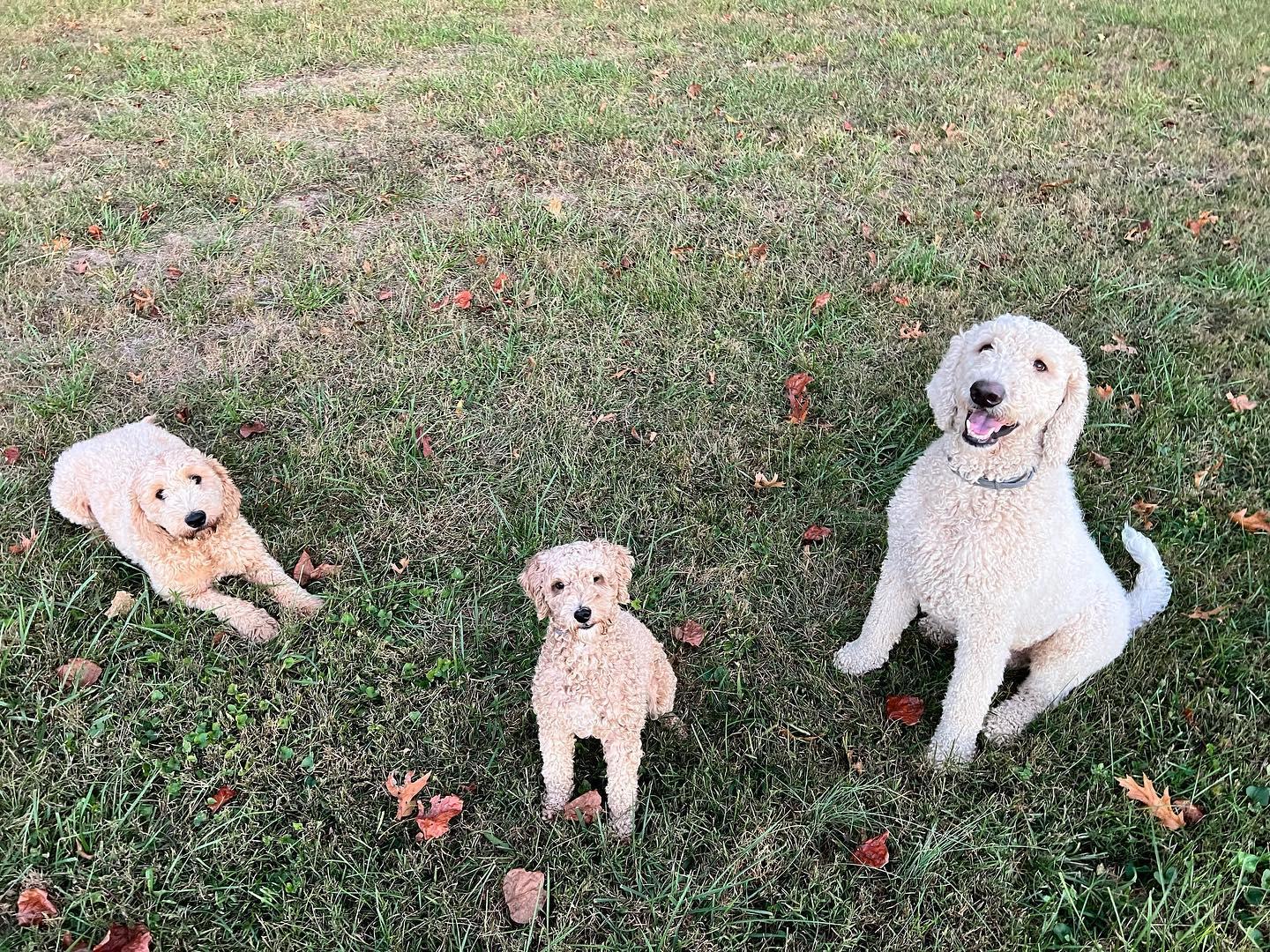 Wonder Poodles and Doodles in Tennessee | Goldendoodle, Poodle or ...