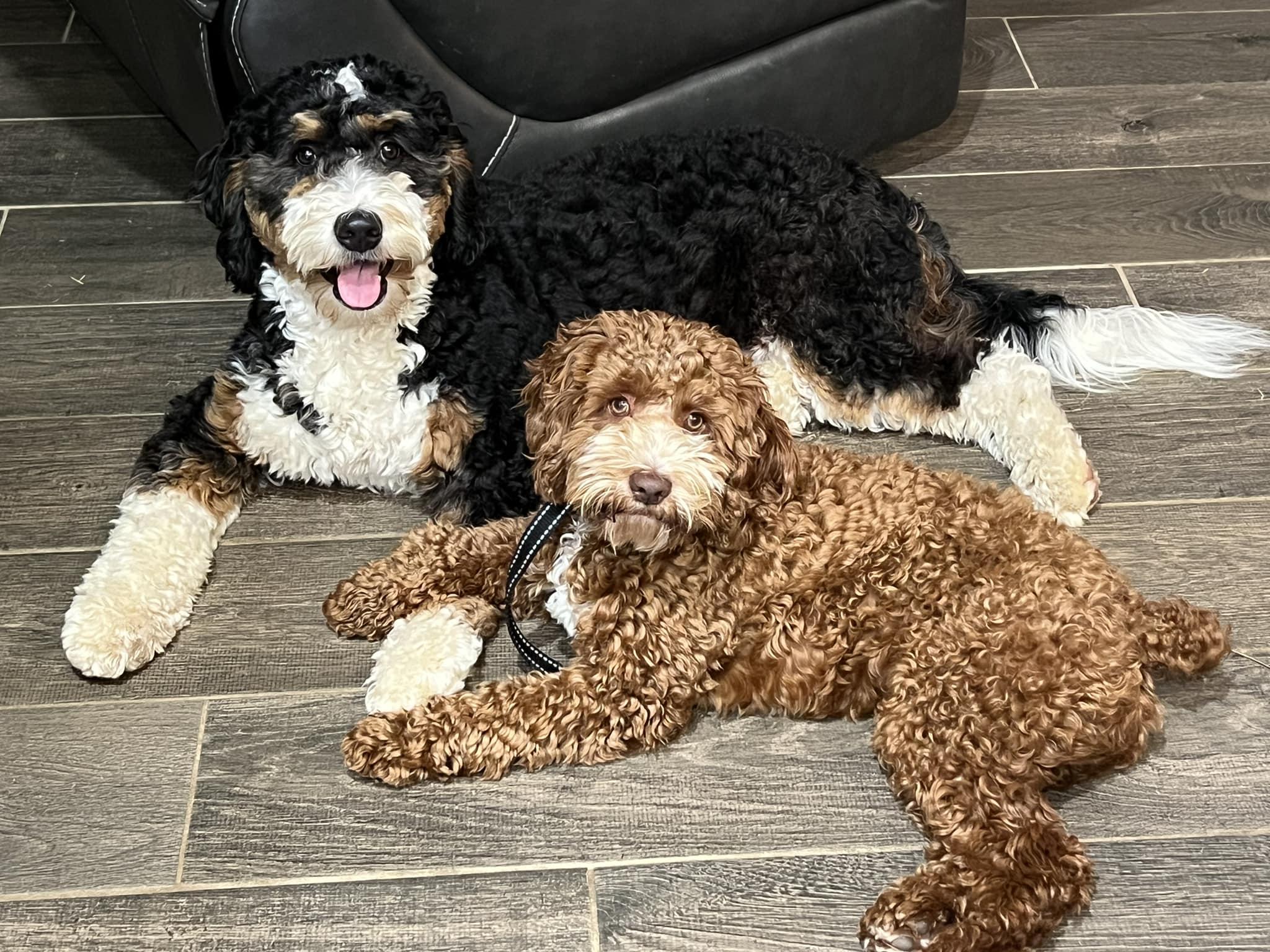 Waggle Doodles in Oklahoma | Bernedoodle and Cockapoo puppies | Good Dog