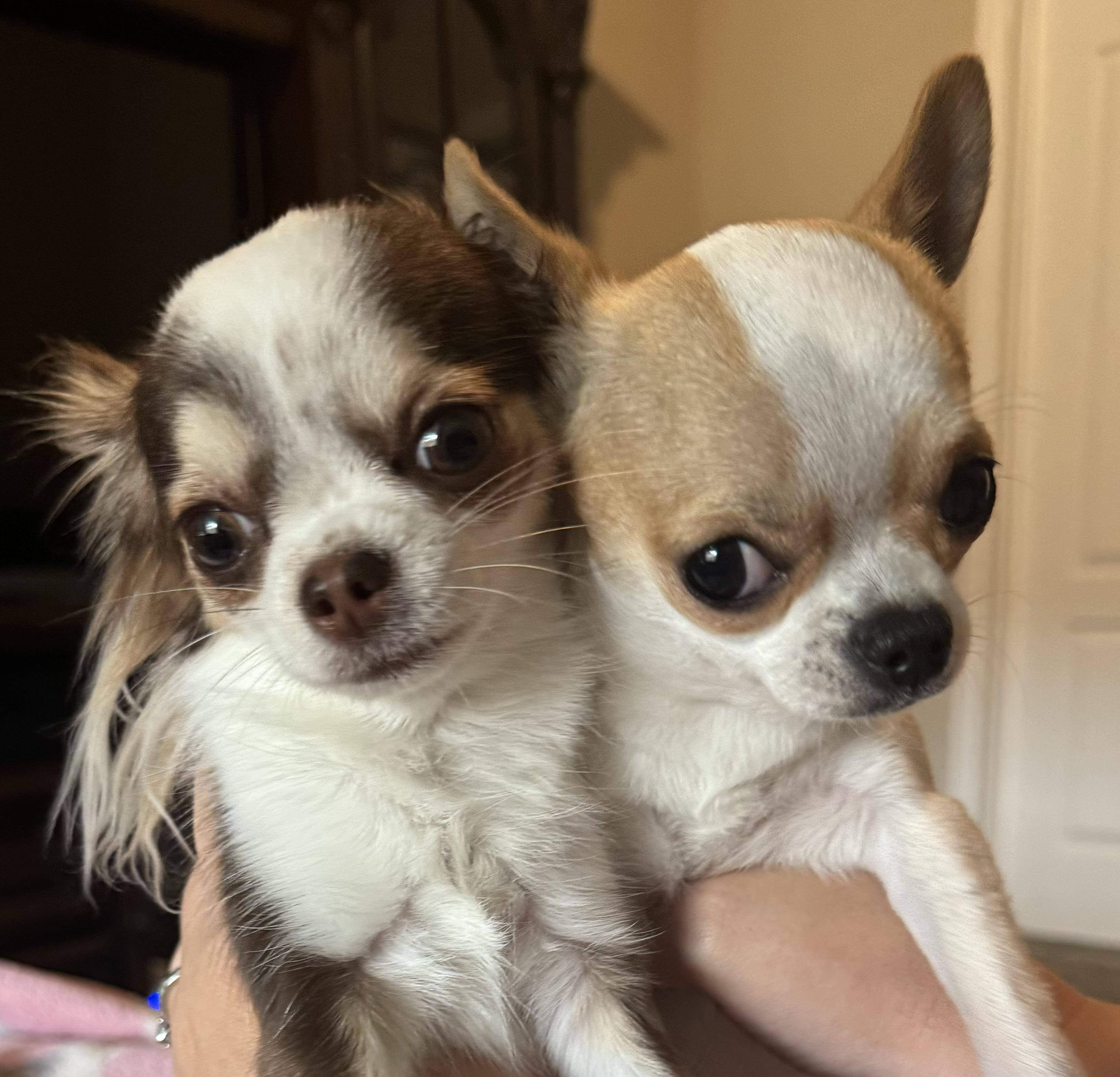 Cuddlebug Cavapoos of Austin in Texas | Cavapoo and Chihuahua puppies ...