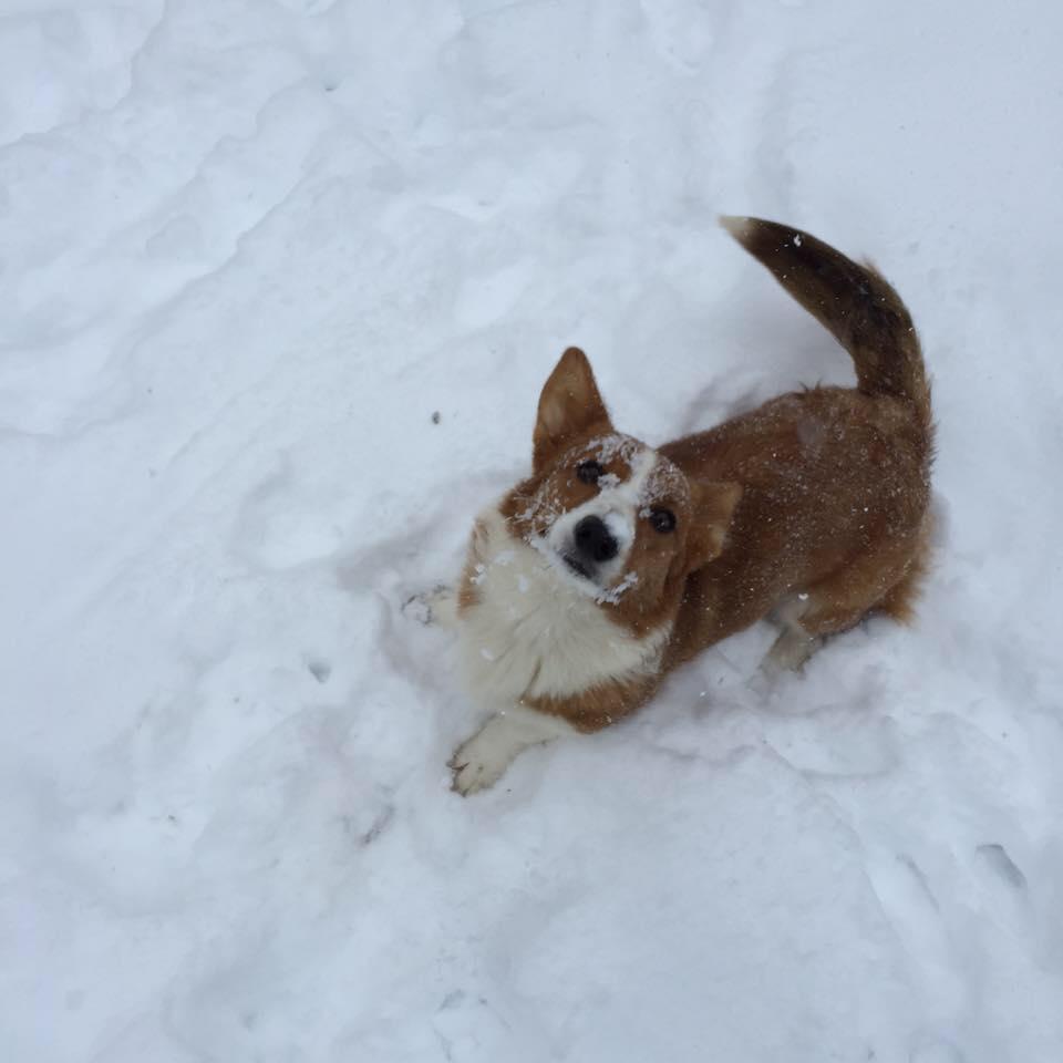 Cavalier Acres Farm in Virginia | Cardigan Welsh Corgi and Anatolian ...