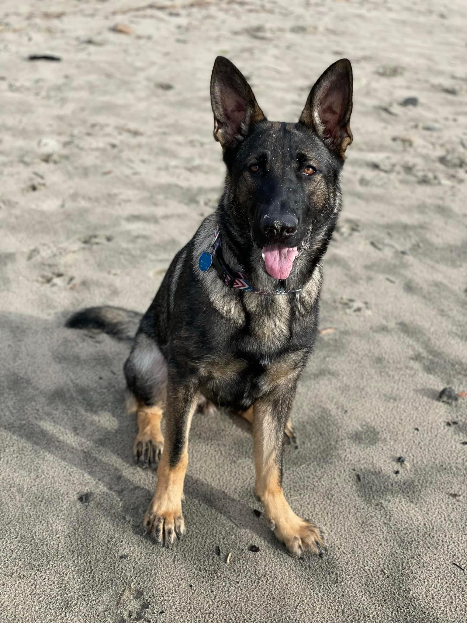Freedom Acres Farm in Washington | German Shepherd puppies | Good Dog