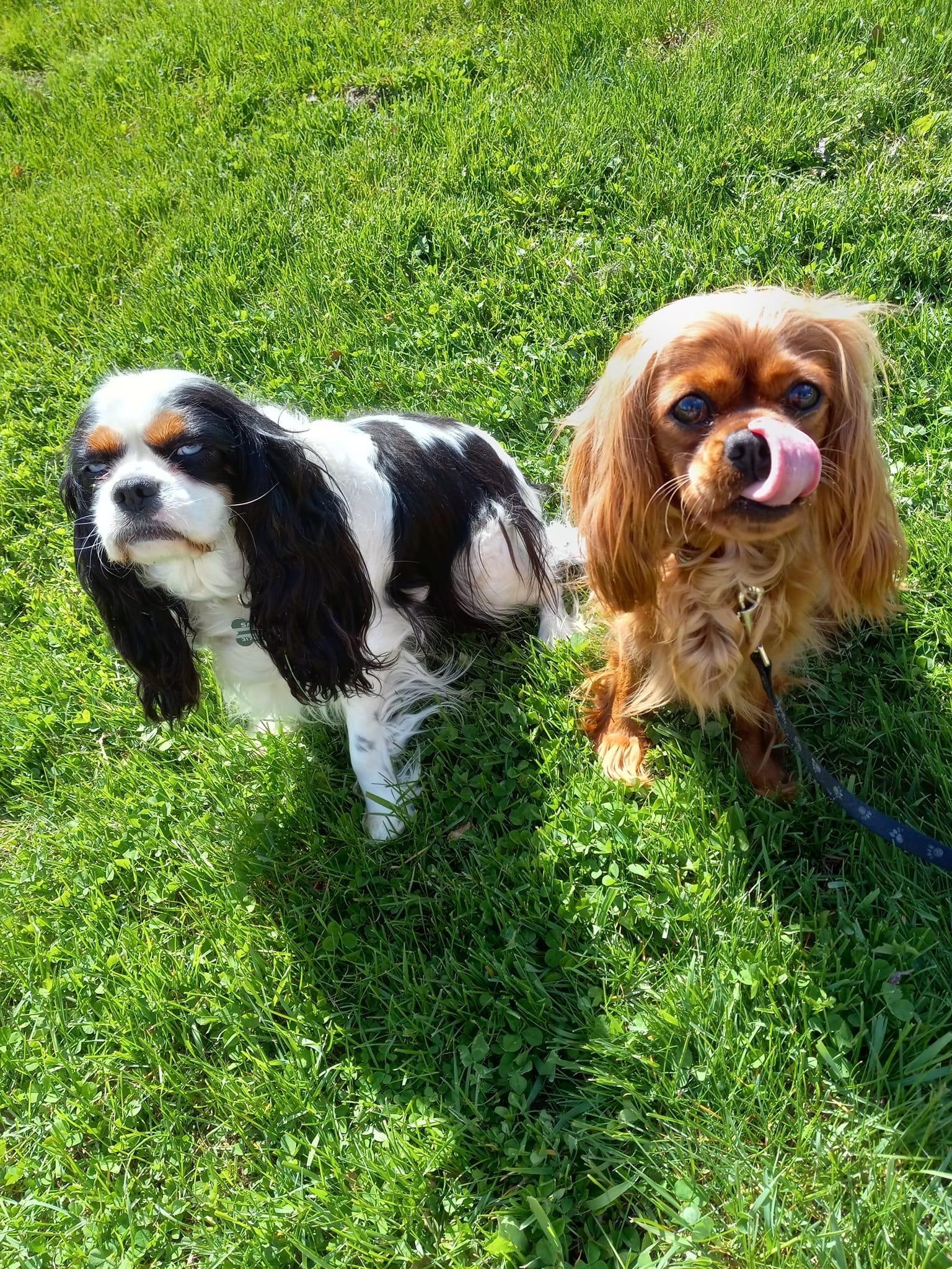 Empress Cavaliers in Michigan | Cavalier King Charles Spaniel puppies ...