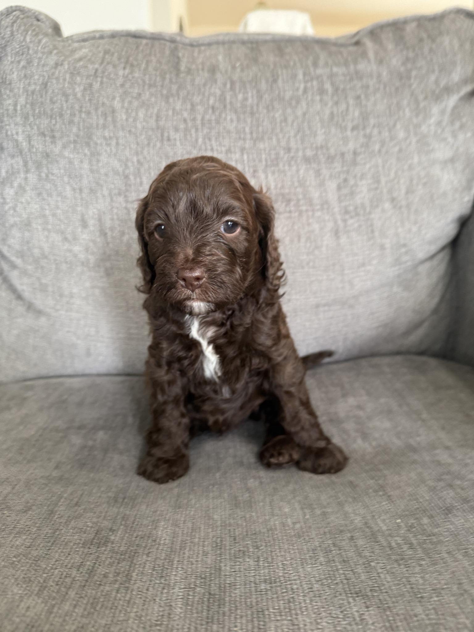 Family Tails Doodles in Utah | Cavapoo puppies | Good Dog