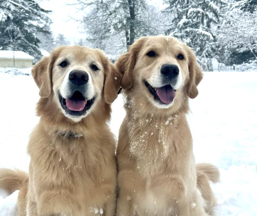 Caldera Goldens in New York | Golden Retriever puppies | Good Dog