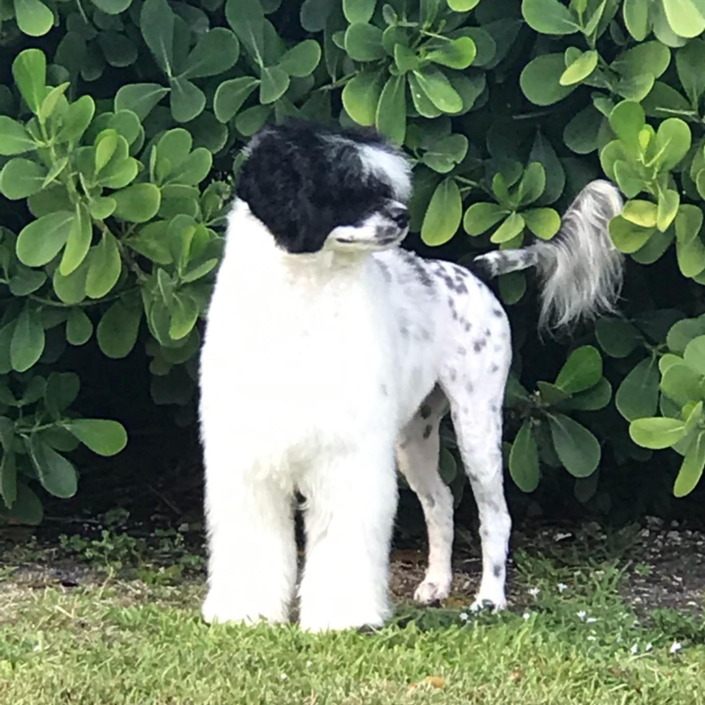Riptide Portuguese Water Dogs of South Florida in Florida | Portuguese ...