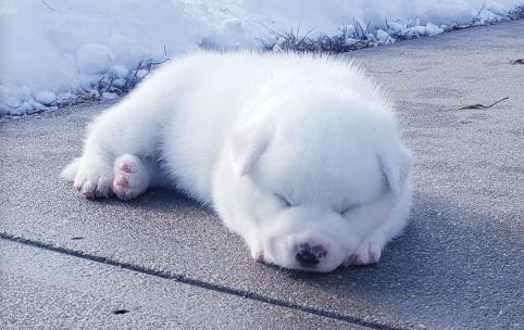 Loyally Akitas in Nebraska | Akita puppies | Good Dog