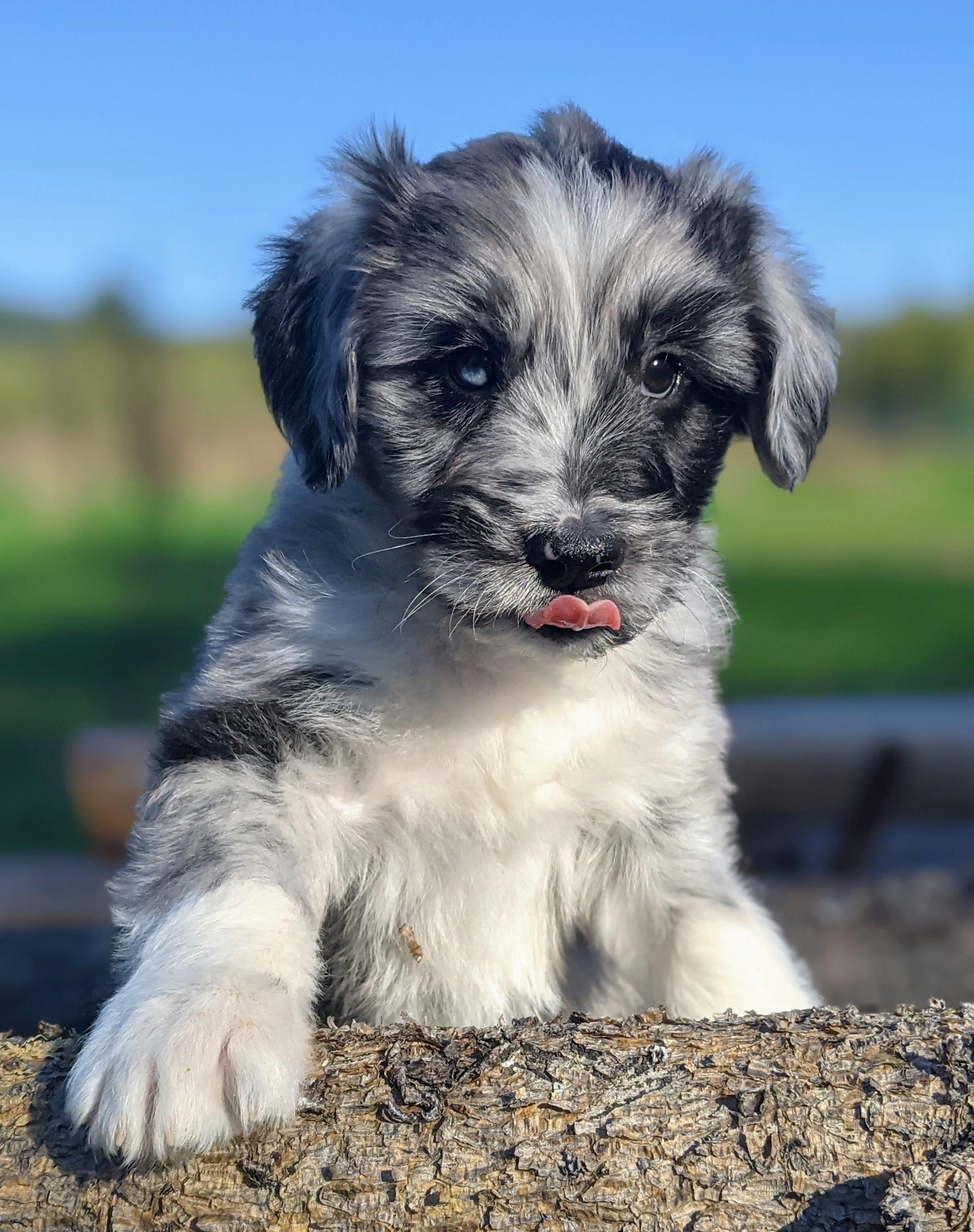 Cedar Creek Ranch in Washington | Miniature Schnauzer and Aussiedoodle ...