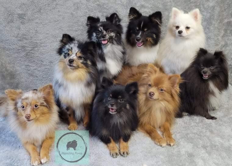 Prancing Poms in Mississippi | Pomeranian puppies | Good Dog