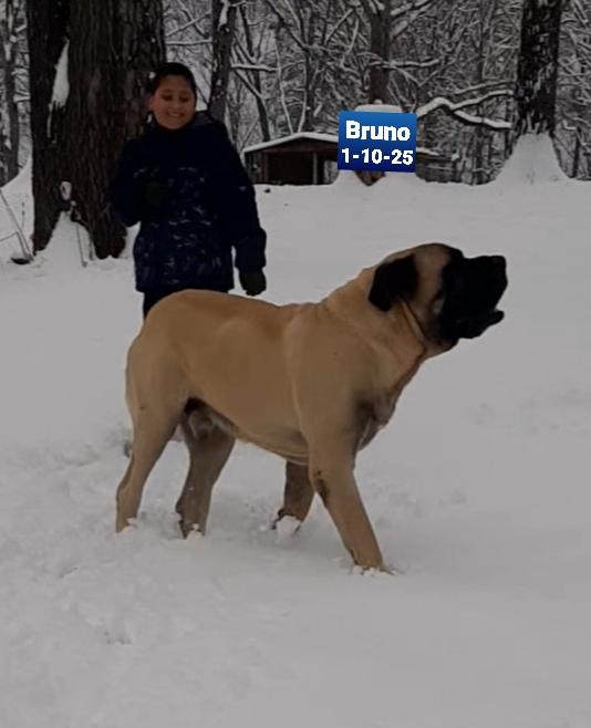 Ozark Mountain Mastiffs in Missouri | Mastiff puppies | Good Dog