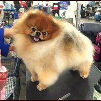 Woodrose in Hawaii | Pomeranian puppies | Good Dog