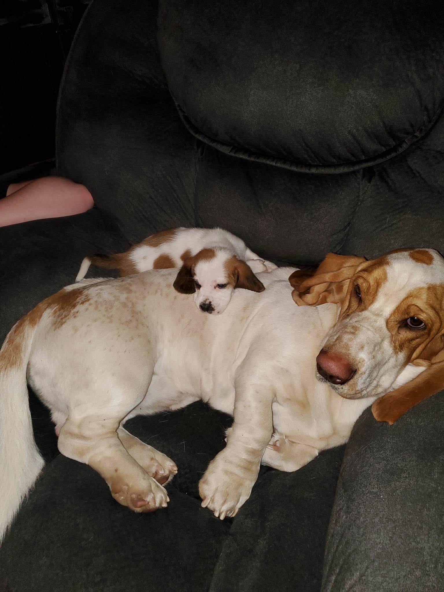 T&V Howlin Hounds and Corgis in Oklahoma | Basset Hound puppies | Good Dog