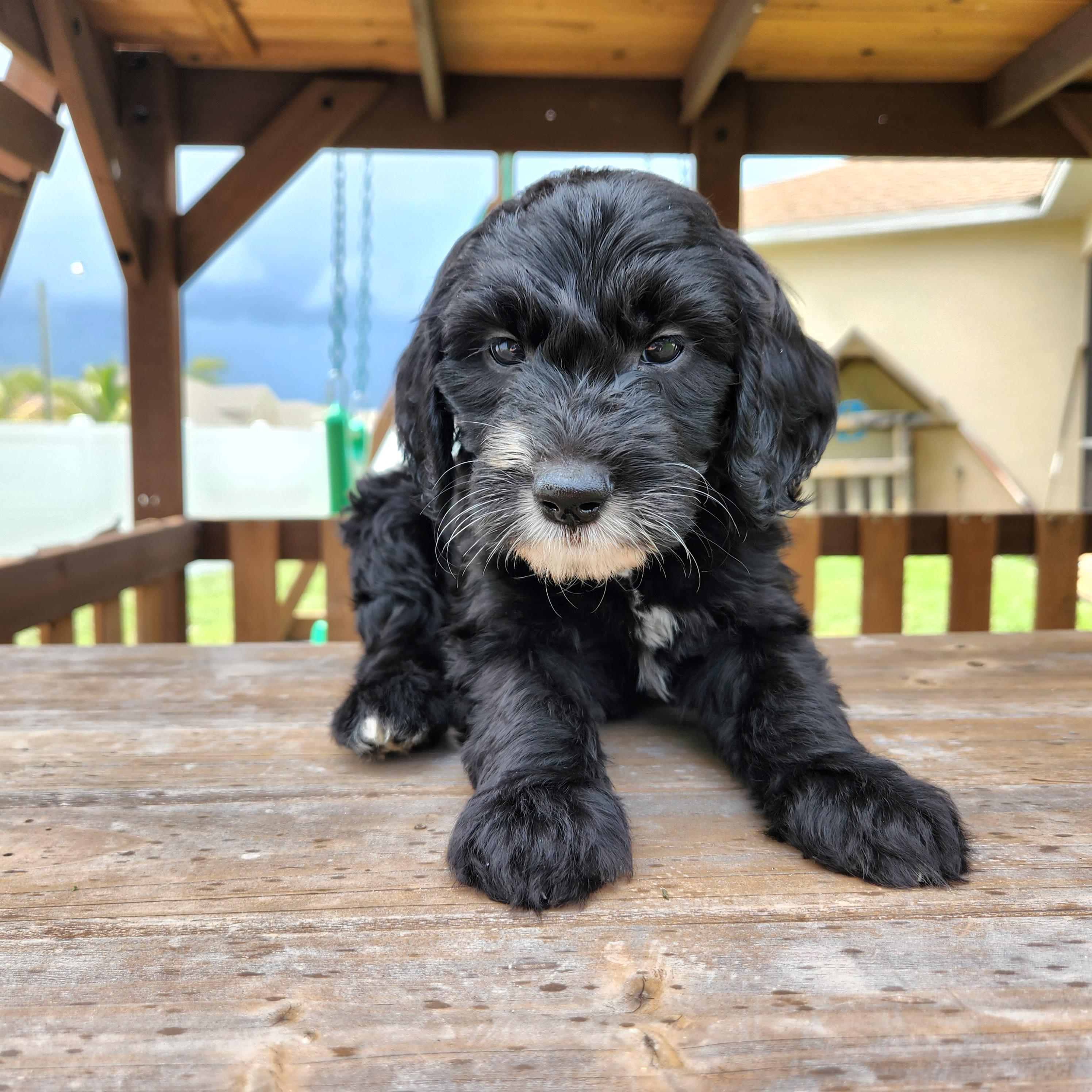 Lucie Doodles FL in Florida | Goldendoodle puppies | Good Dog