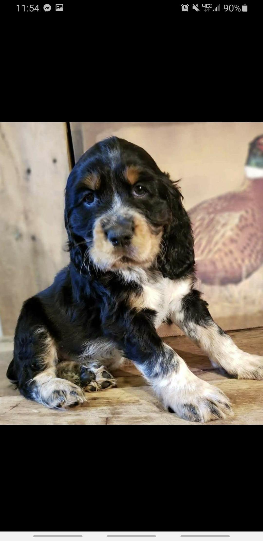Muddy River Springers in Indiana | English Springer Spaniel puppies ...