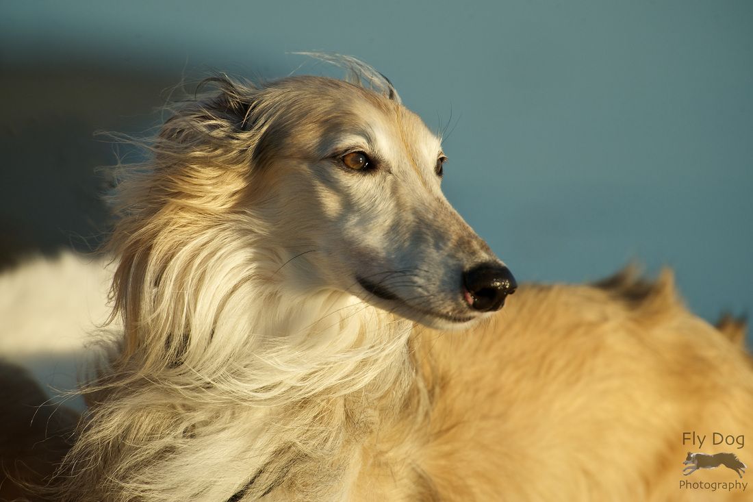 Starfyre Silken Windhounds in California | Silken Windhound puppies | Good Dog