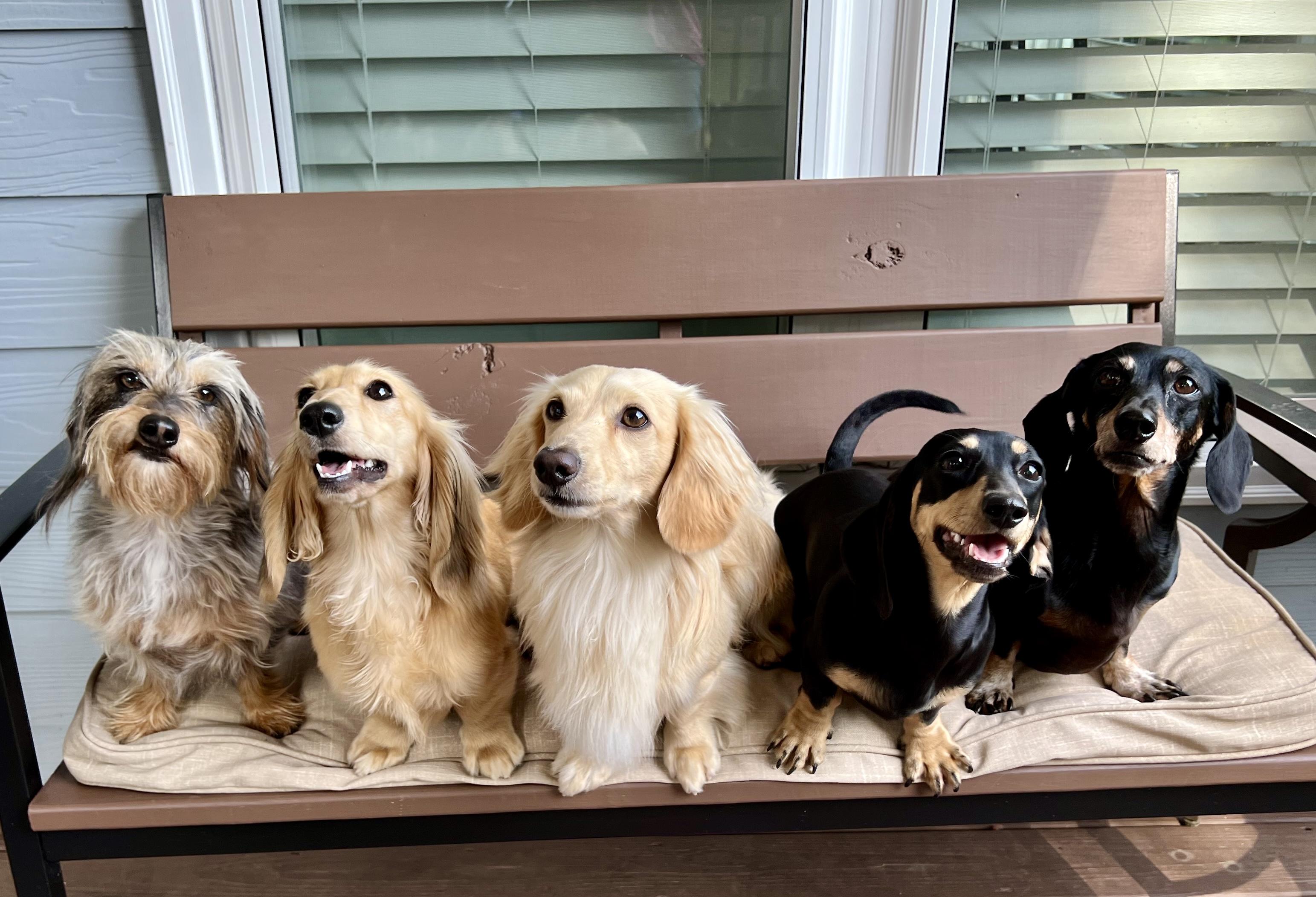 McLovin Doxies in North Carolina | Dachshund puppies | Good Dog