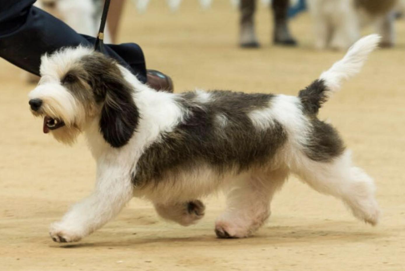 Sun Peak PBGVs in Texas | Petit Basset Griffon Vendeen puppies | Good Dog