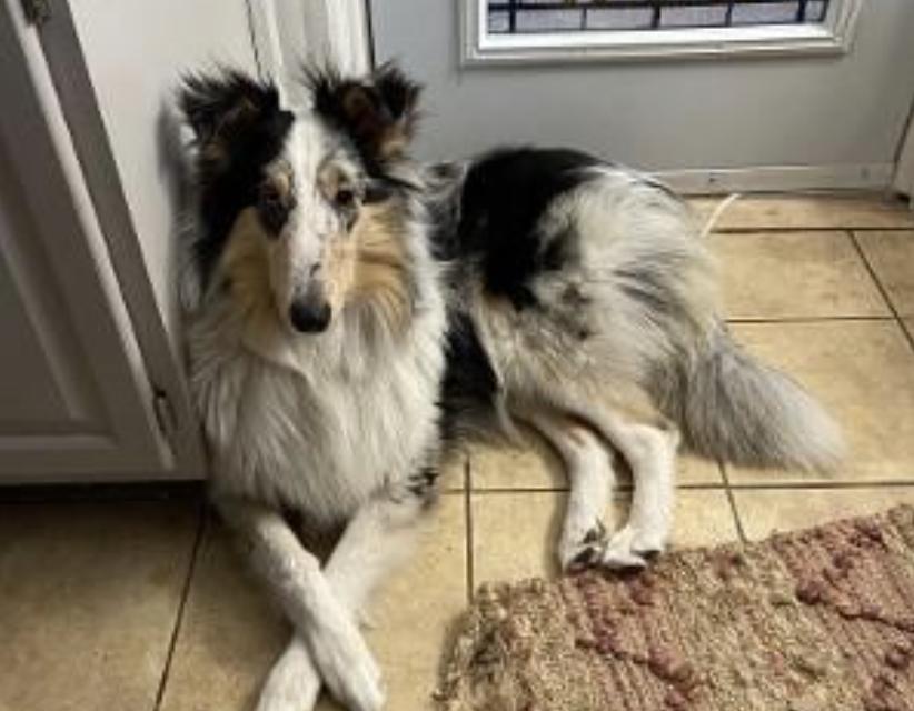 Storybrooke Collies in Connecticut | Collie puppies | Good Dog