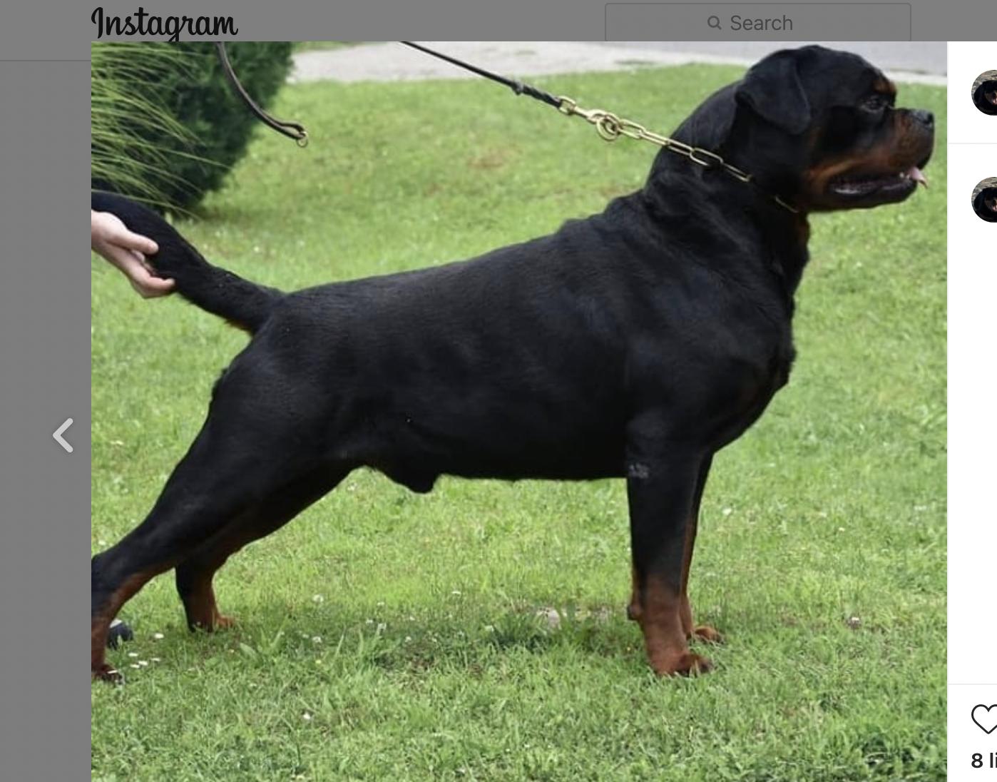 Von Paris Rottweiler in Rhode Island | Rottweiler puppies | Good Dog