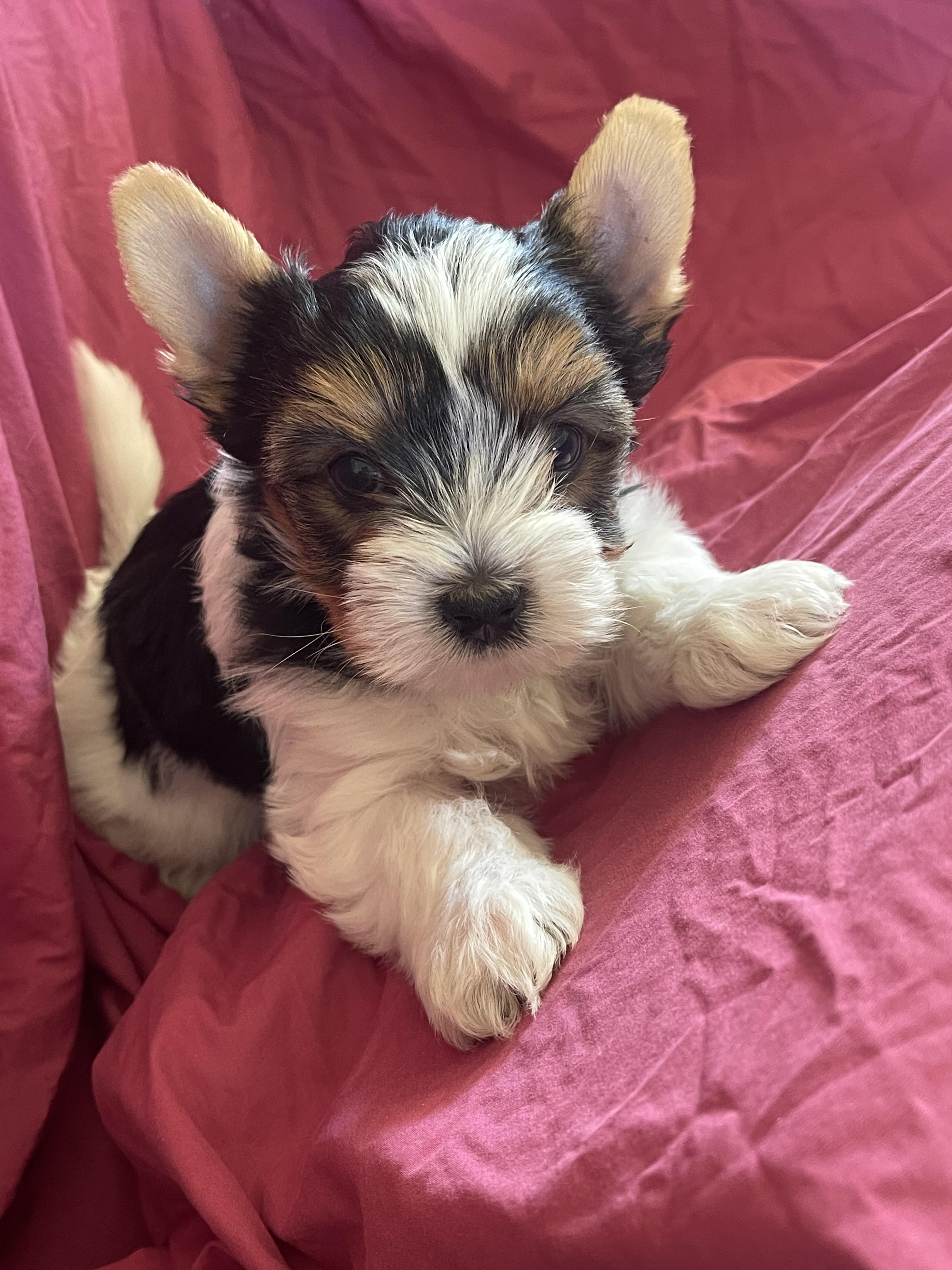Frantastic Biewers in Arizona | Biewer Terrier puppies | Good Dog
