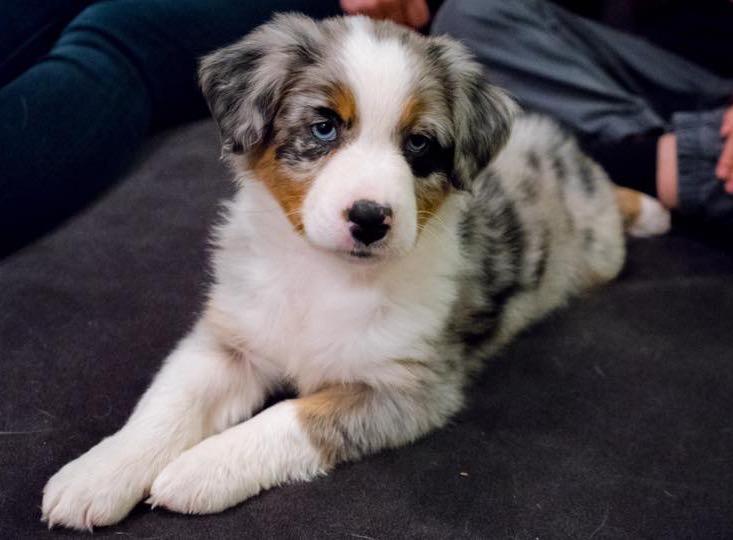 Spectacular Aussies and Cavaliers in Virginia | Australian Shepherd and ...