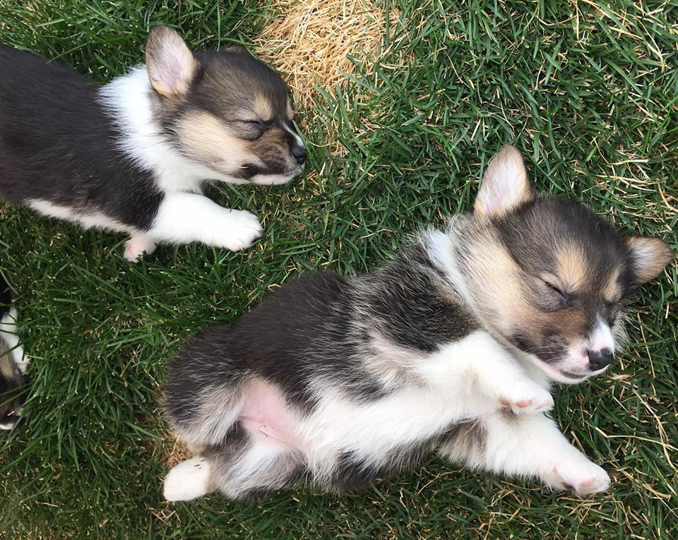 Shez First Class Corgis in Colorado | Pembroke Welsh Corgi puppies ...