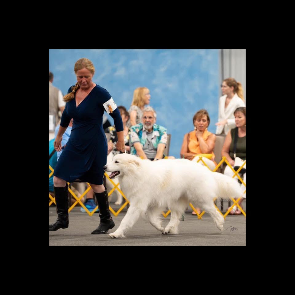 Sunquest Great Pyrenees in Florida | Great Pyrenees puppies | Good Dog