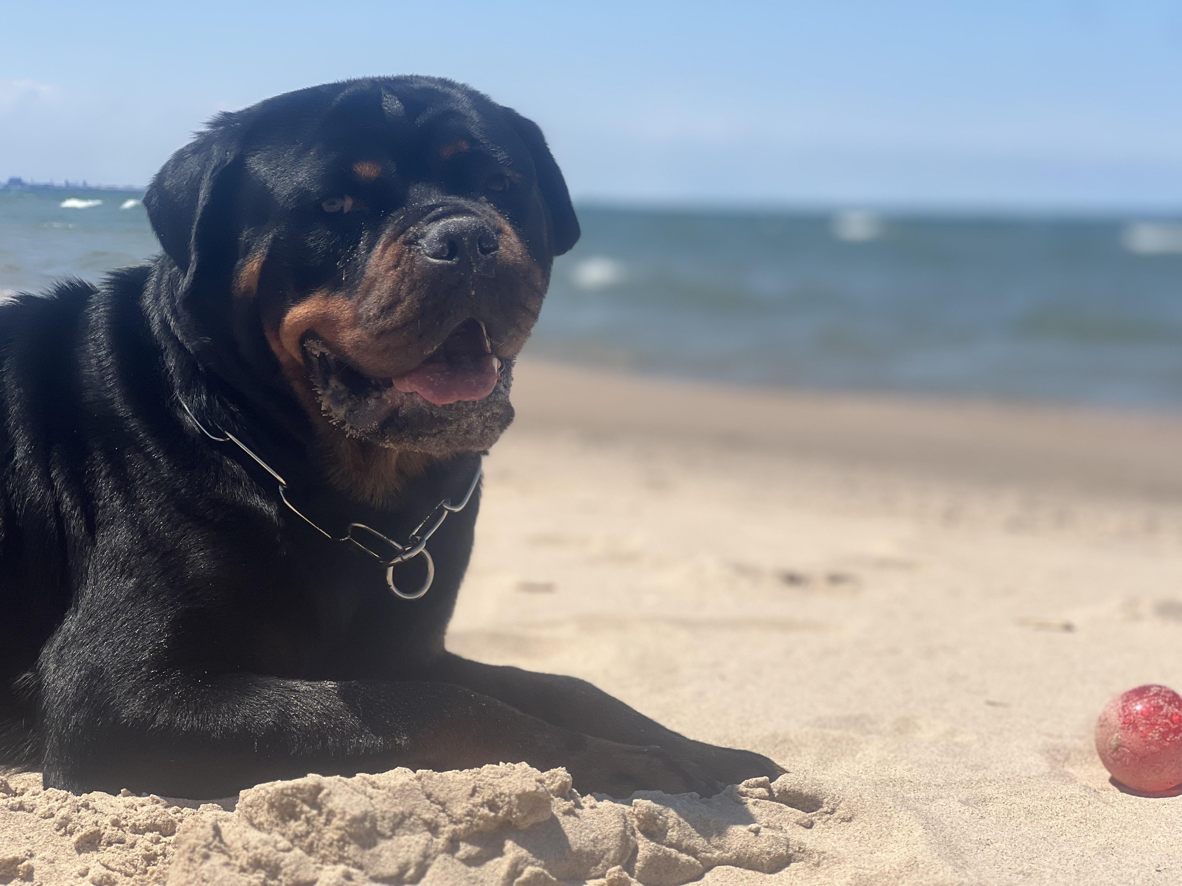 Vom Haus Huff Rottweiler’s in Indiana | Rottweiler puppies | Good Dog