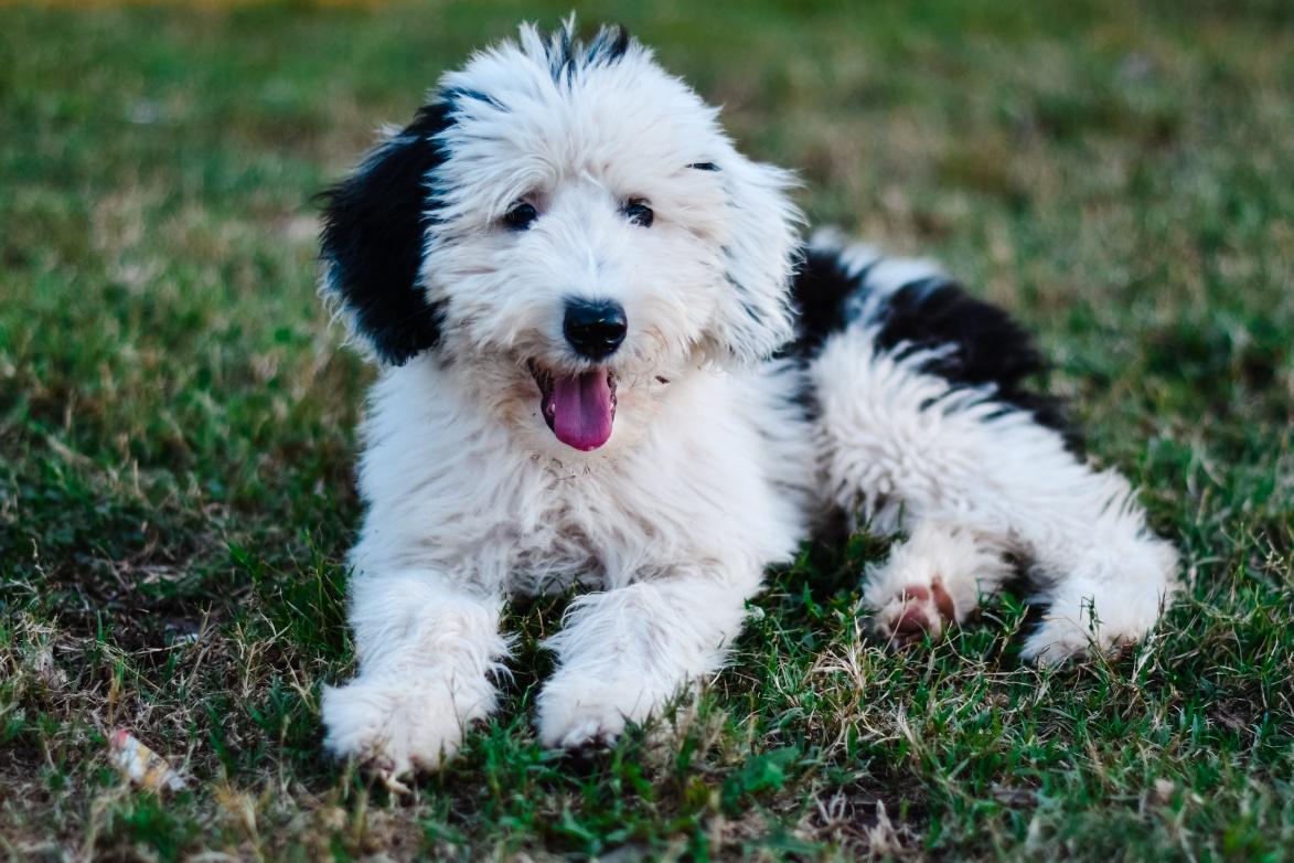 Ruff Cuts Animal Farm in Oklahoma | Sheepadoodle puppies | Good Dog