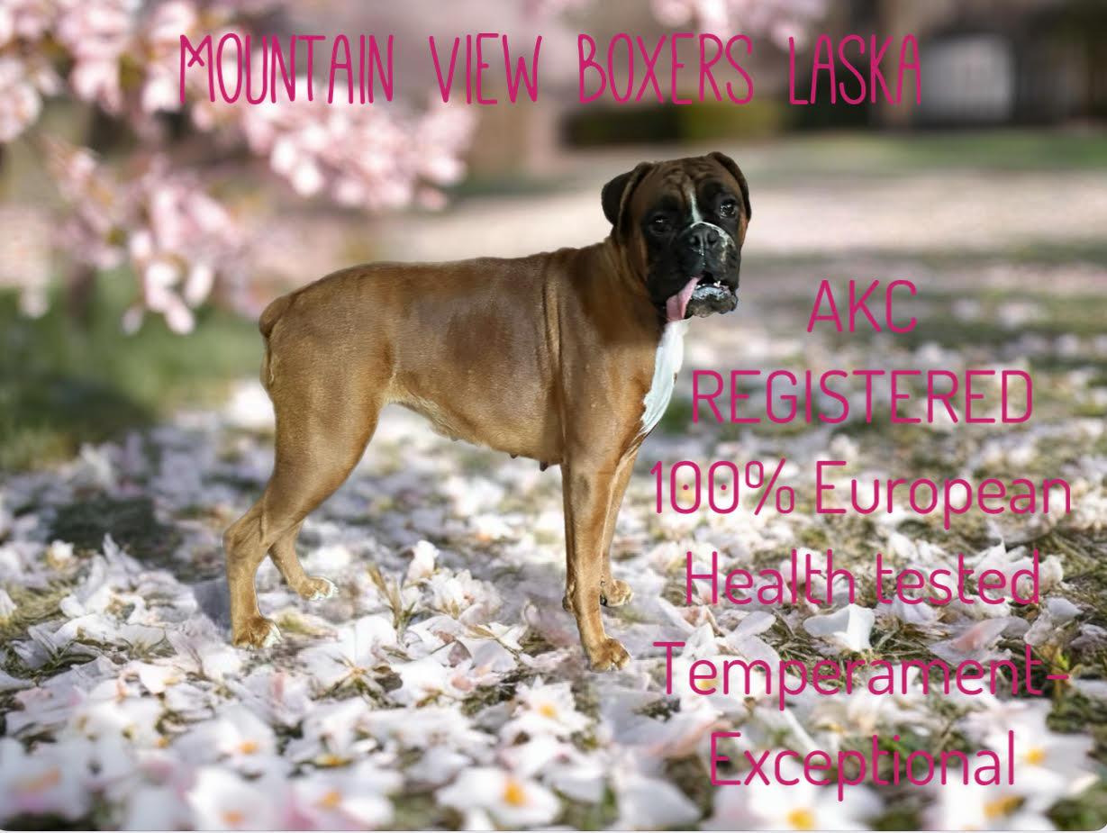 Mountain View Boxers in New Hampshire | Boxer puppies | Good Dog