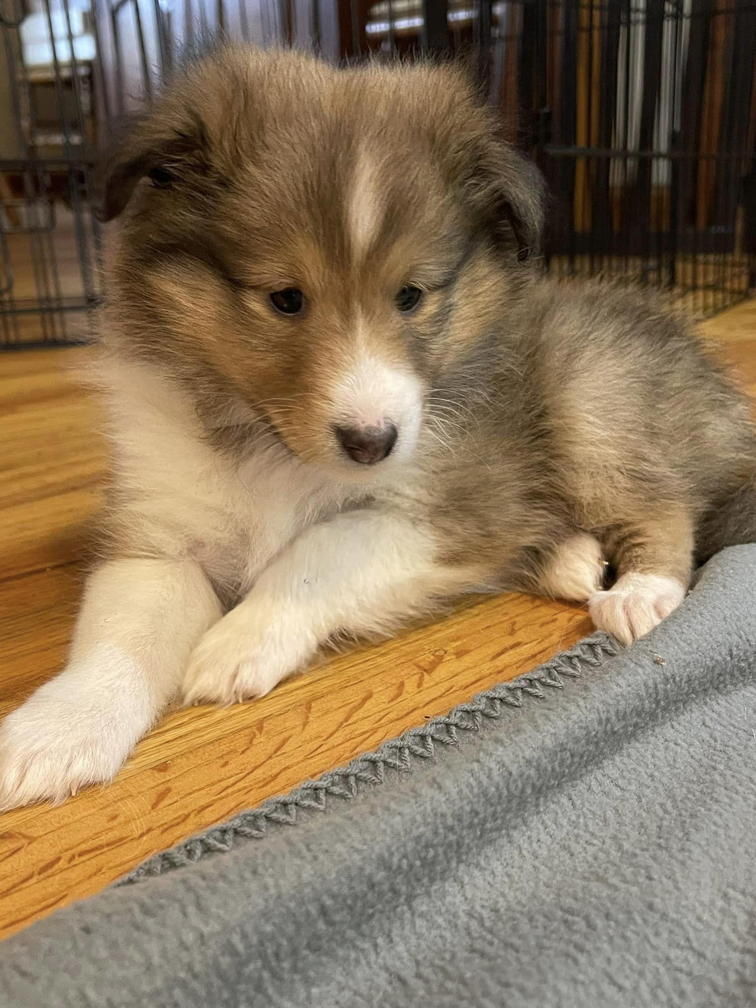 Southern Shelties in Georgia | Shetland Sheepdog puppies | Good Dog