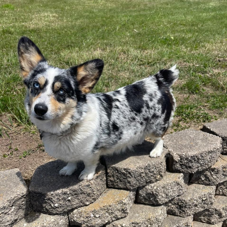 Roscoe Ranch Corgis in California | Pembroke Welsh Corgi and American ...