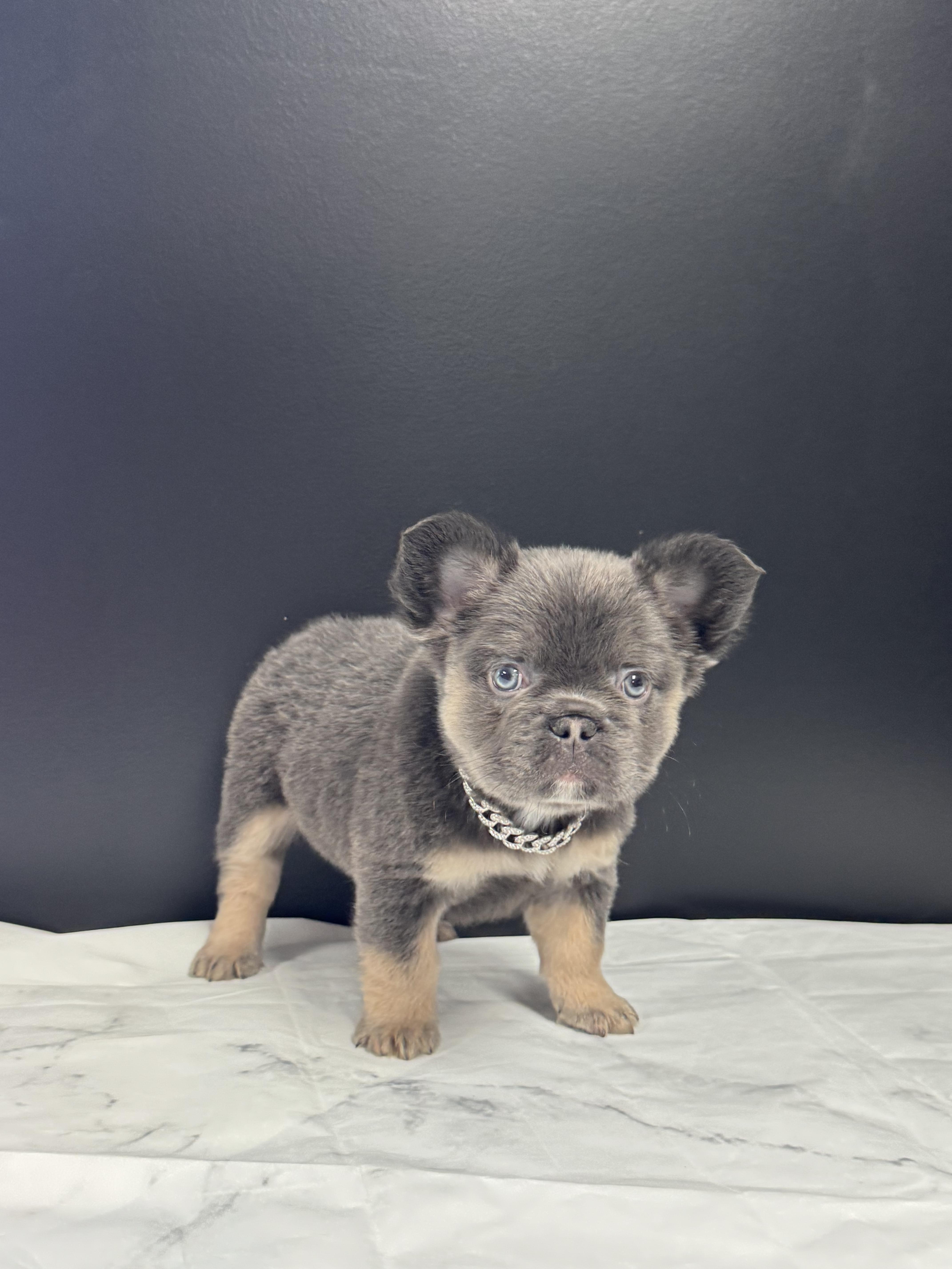Velvet Fluffy Pups in Illinois | French Bulldog puppies | Good Dog