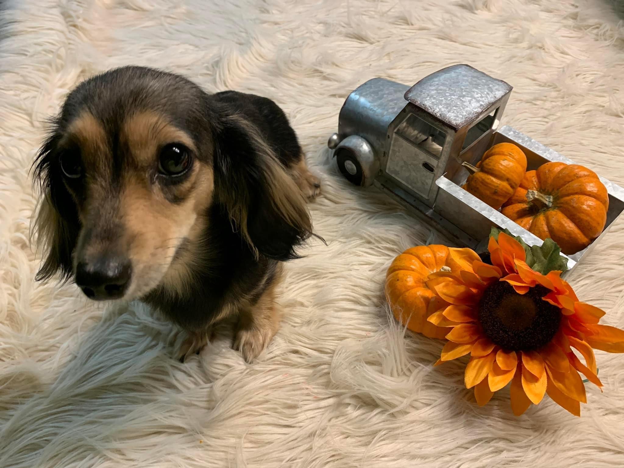 Sugar Creek Mini Doxies in Indiana | Dachshund puppies | Good Dog