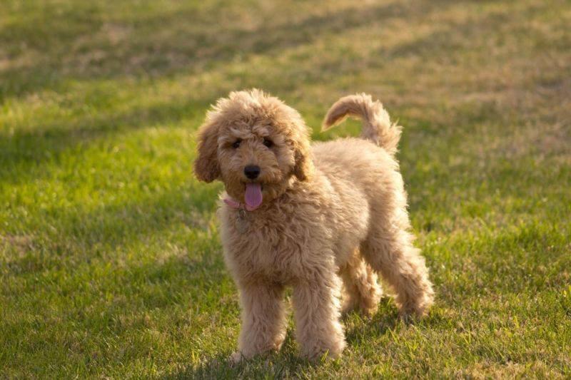 Multigen Labradoodles in California | Australian Labradoodle puppies ...