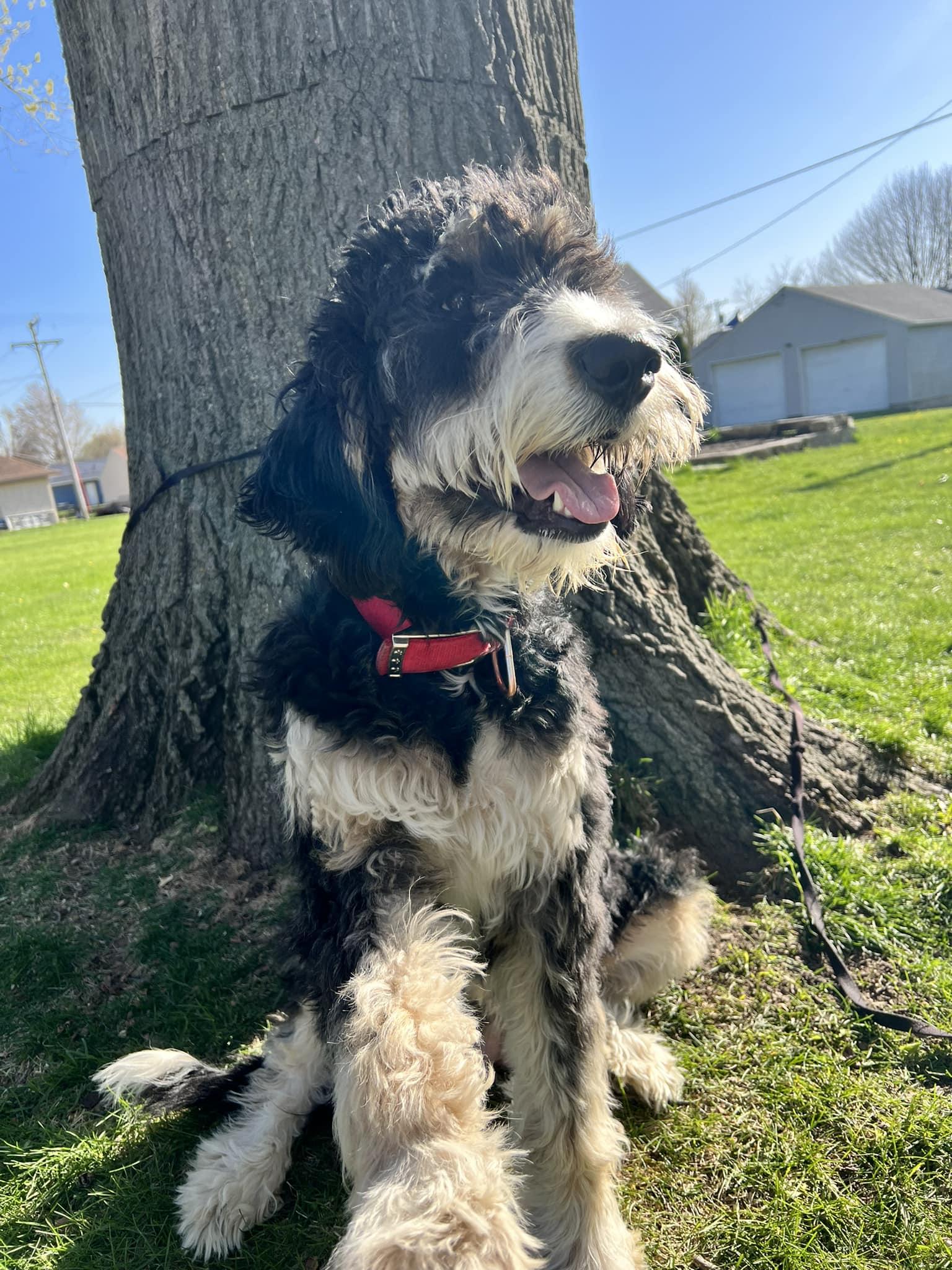 Heather's Pups in Iowa | Bernedoodle puppies | Good Dog