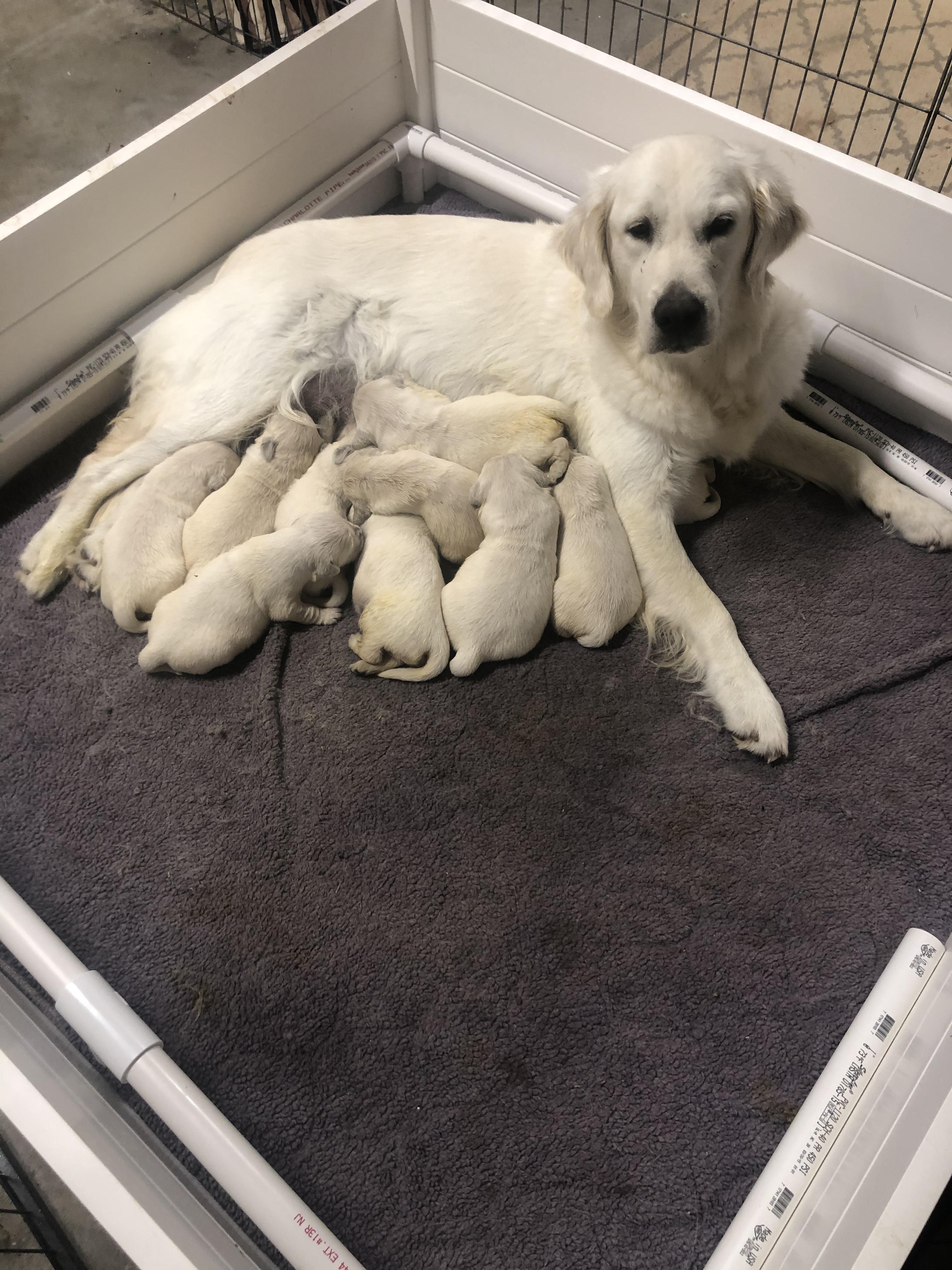 Grace N Goldens in Texas | Golden Retriever puppies | Good Dog