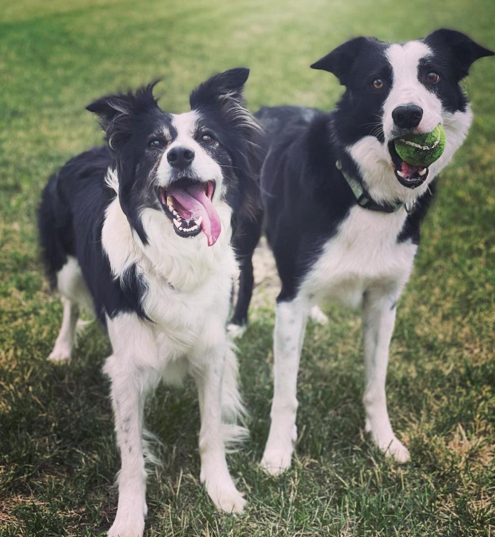 KC Border Collies in Illinois | Border Collie puppies | Good Dog