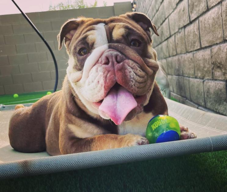 JuneBug Bullies in Arizona | Bulldog and French Bulldog puppies | Good Dog