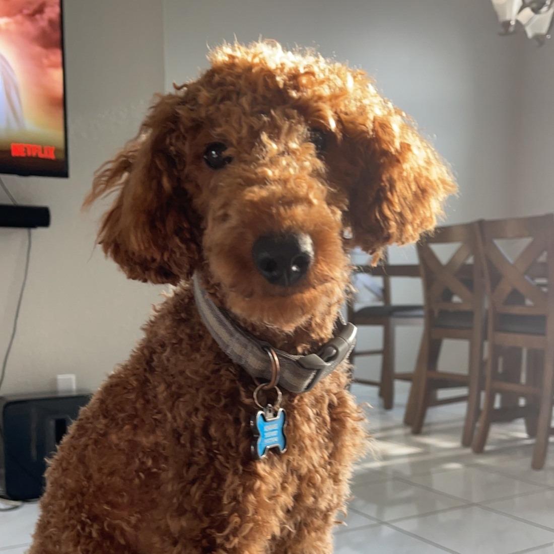 Megs Goldendoodles in Florida | Goldendoodle puppies | Good Dog