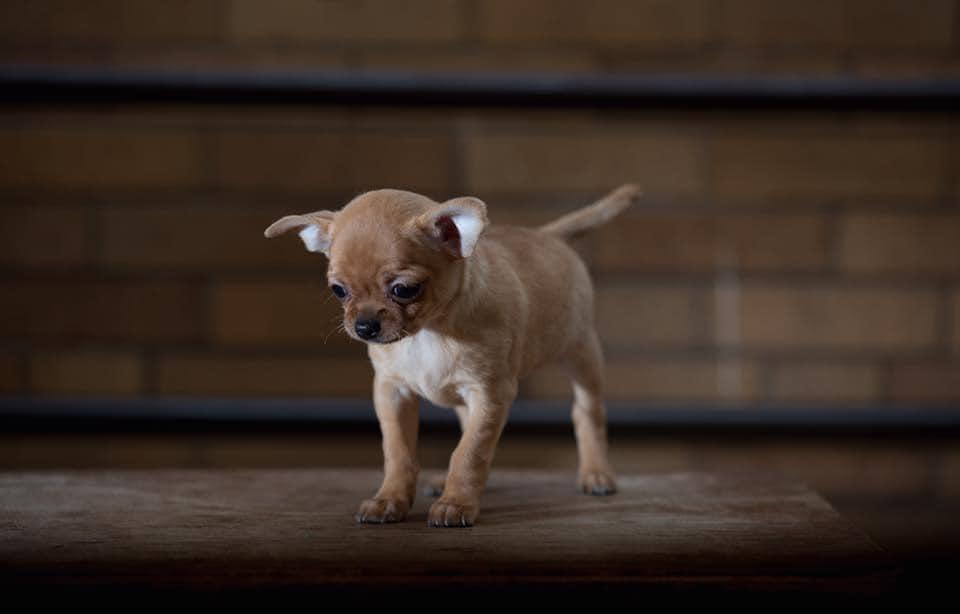 Kachel chihuahuas in Illinois | Chihuahua puppies | Good Dog